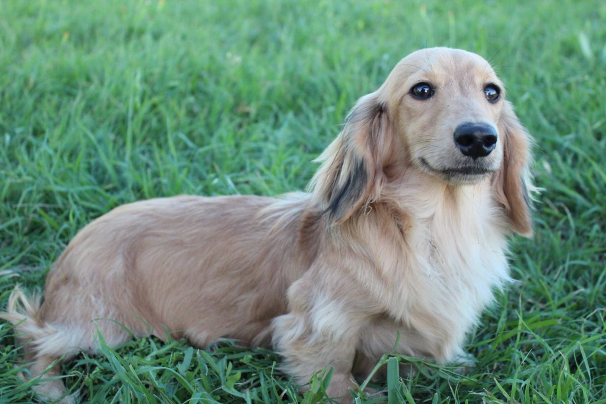 Dachshund Puppies Dams Texas Country Dachshunds